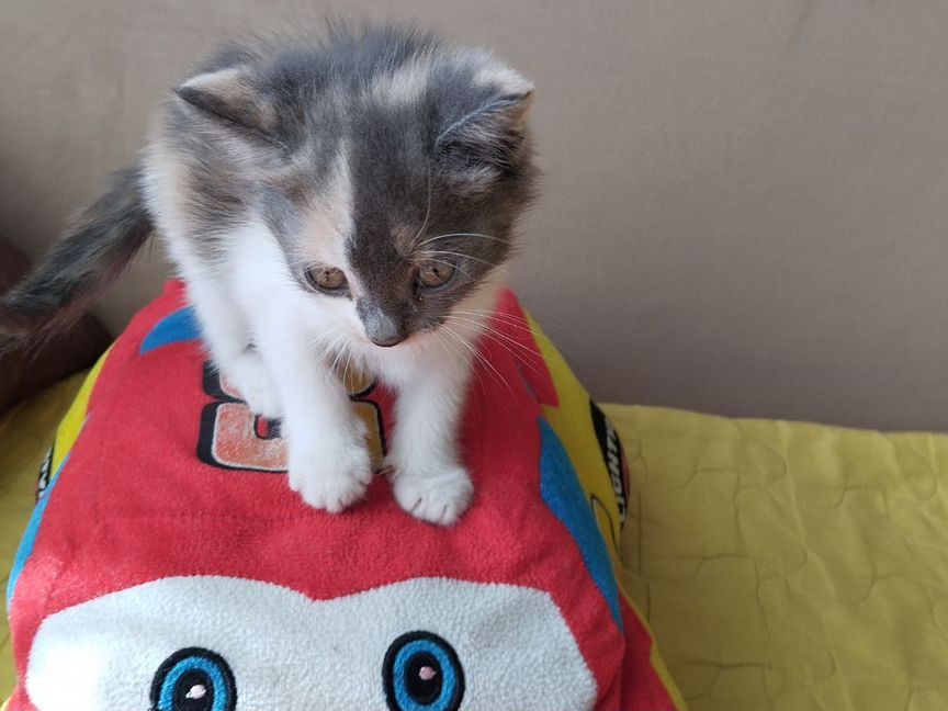 Домашние животные кошки