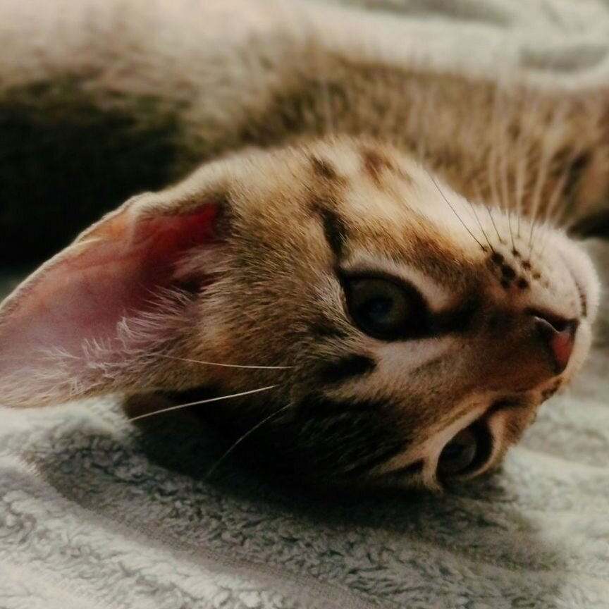 Абиссинский котенок