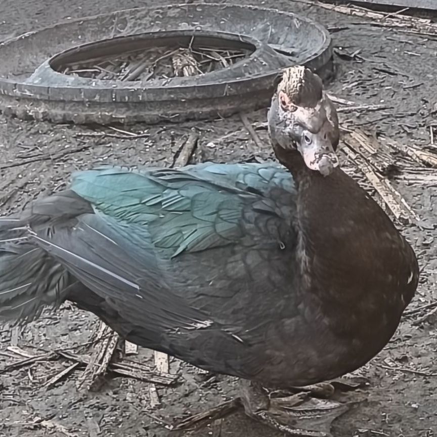 Утки тяжёлой линии на племя