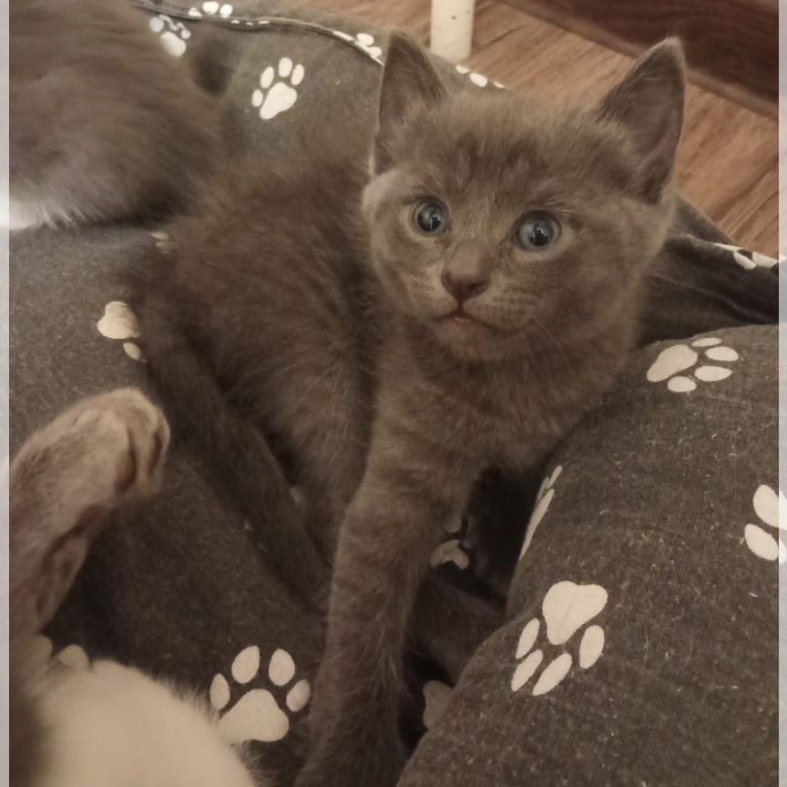 Котенок кошечка британка