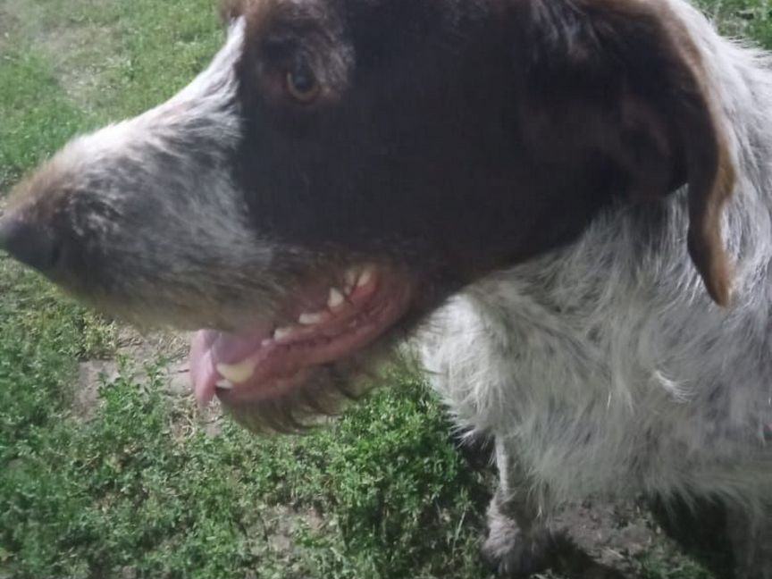 Дратхаар вязка кобель