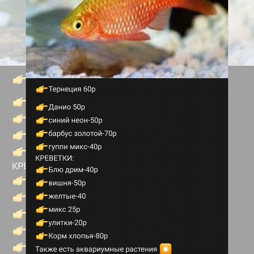 Аквариумные рыбки