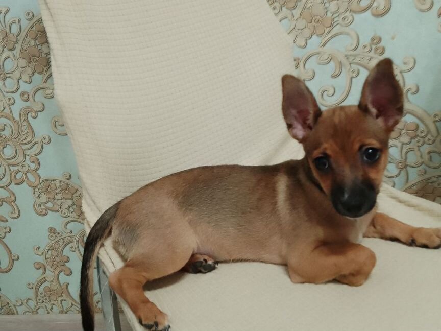 Той-терьер щенок