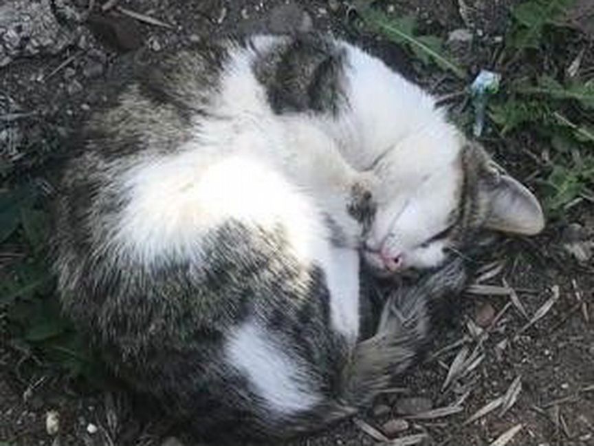 Котята 6 месяцев