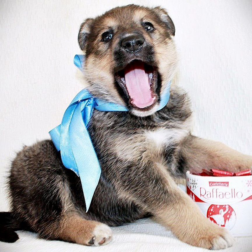 Отдам в добрые руки