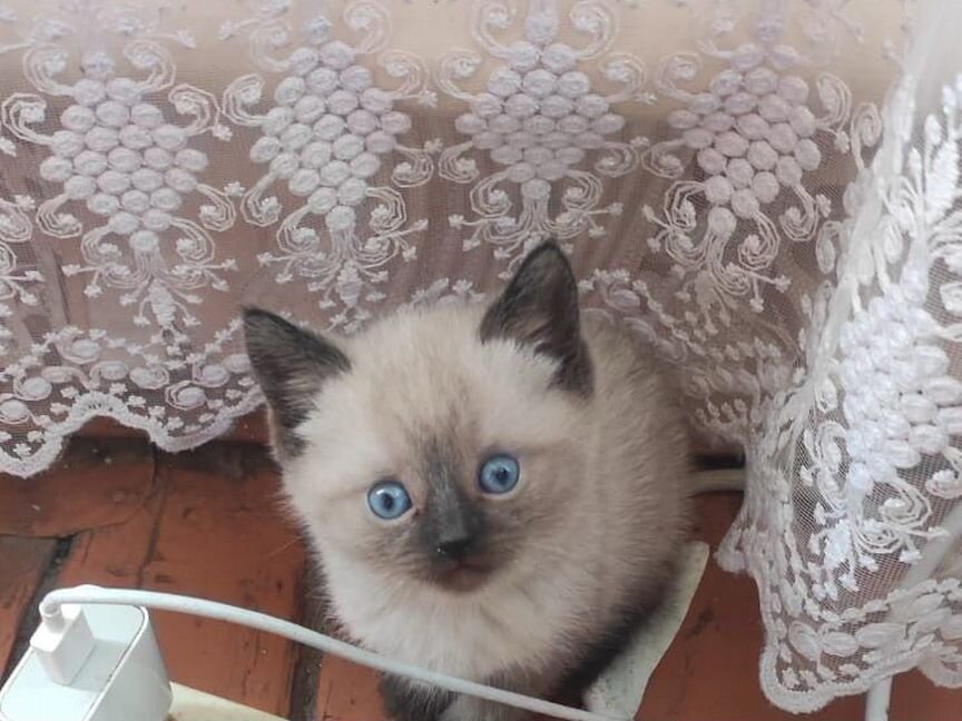 Симаский котенок