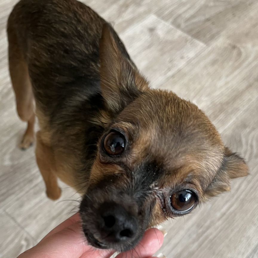 Взрослый пёс в добрые руки