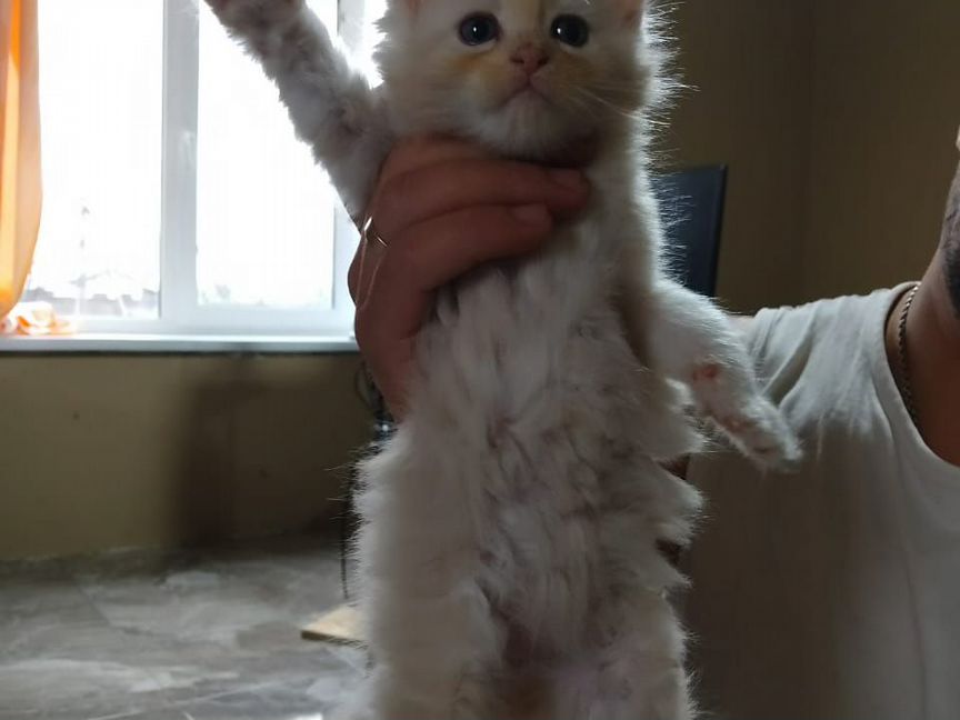 Котята мейн-кун