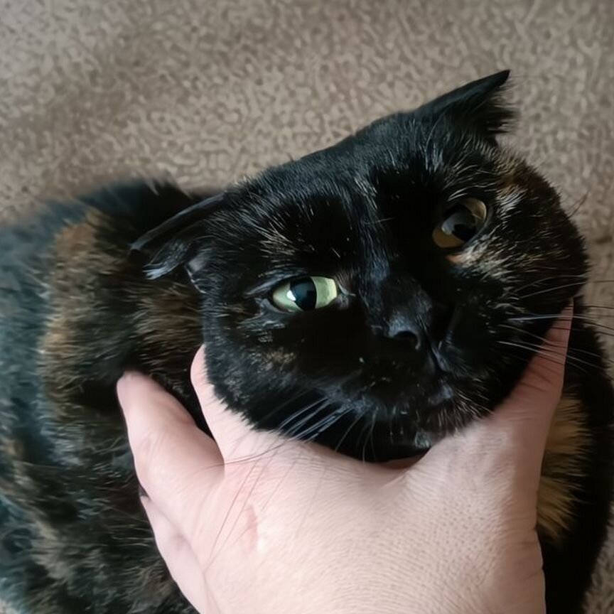 Шотландская вислоухая короткошёрстная, взрослая кошка