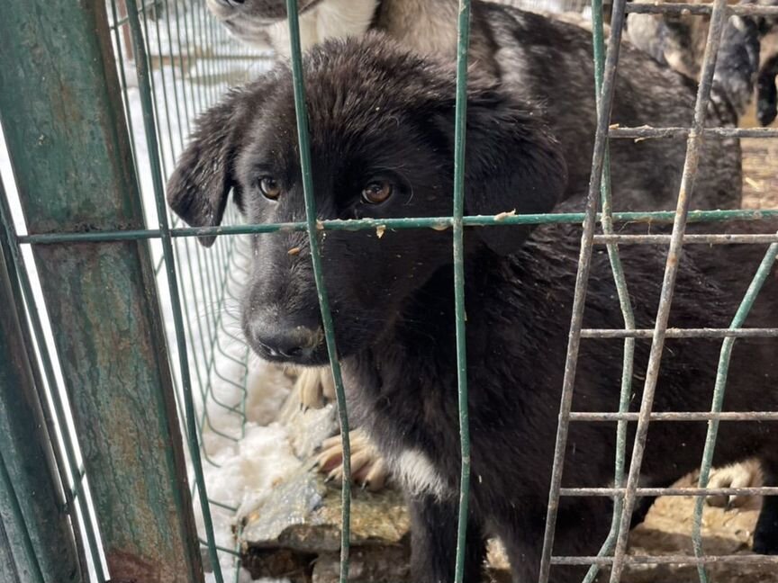 Щенок в добрые руки