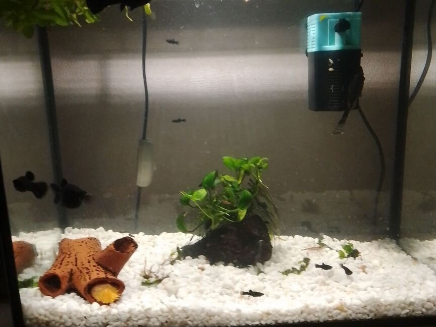 Аквариумные рыбки молинезии