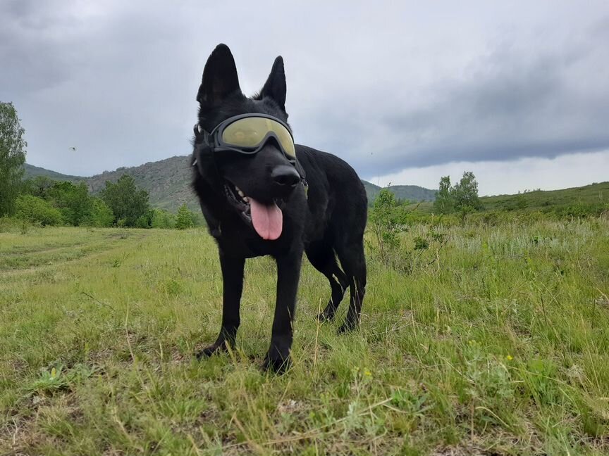 Немецкая овчарка рабочего разведения - вязка