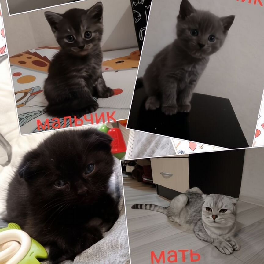 Шотландский вислоухий короткошёрстный котёнок