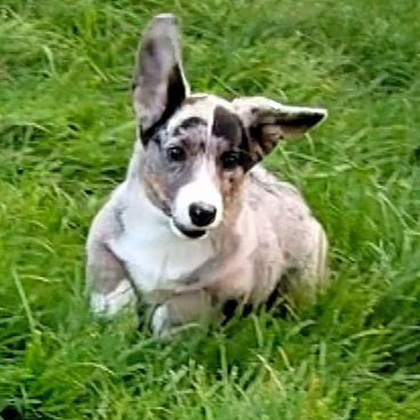 Мальчишка кардиганчик