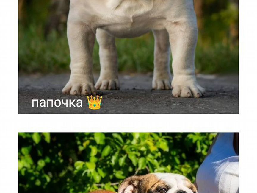 Щенки английского бульдога