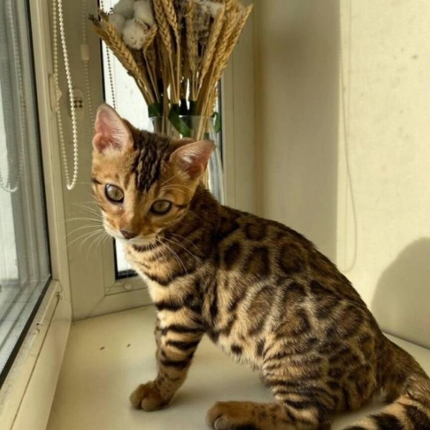 Алиса и Амелия девочки