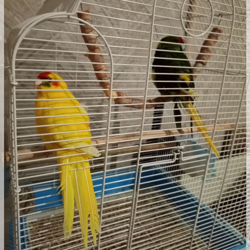 Попугаи какарики