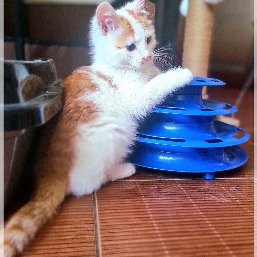 Котенок