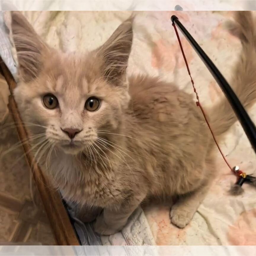 Мейн-кун котёнок