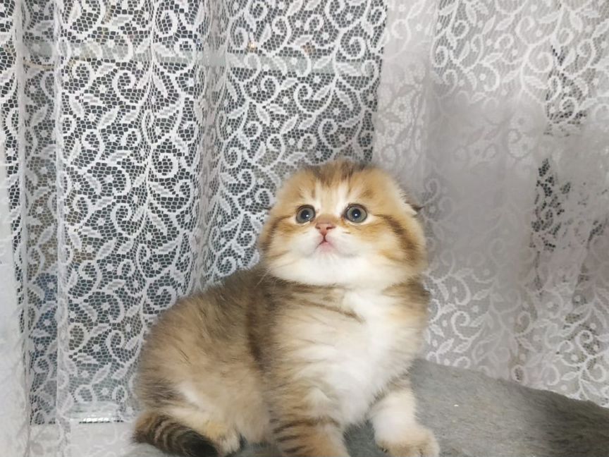 Шотландская Вислоухая Золотая Шиншила