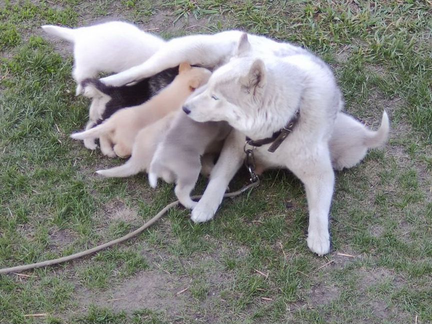 Щенки полукровки