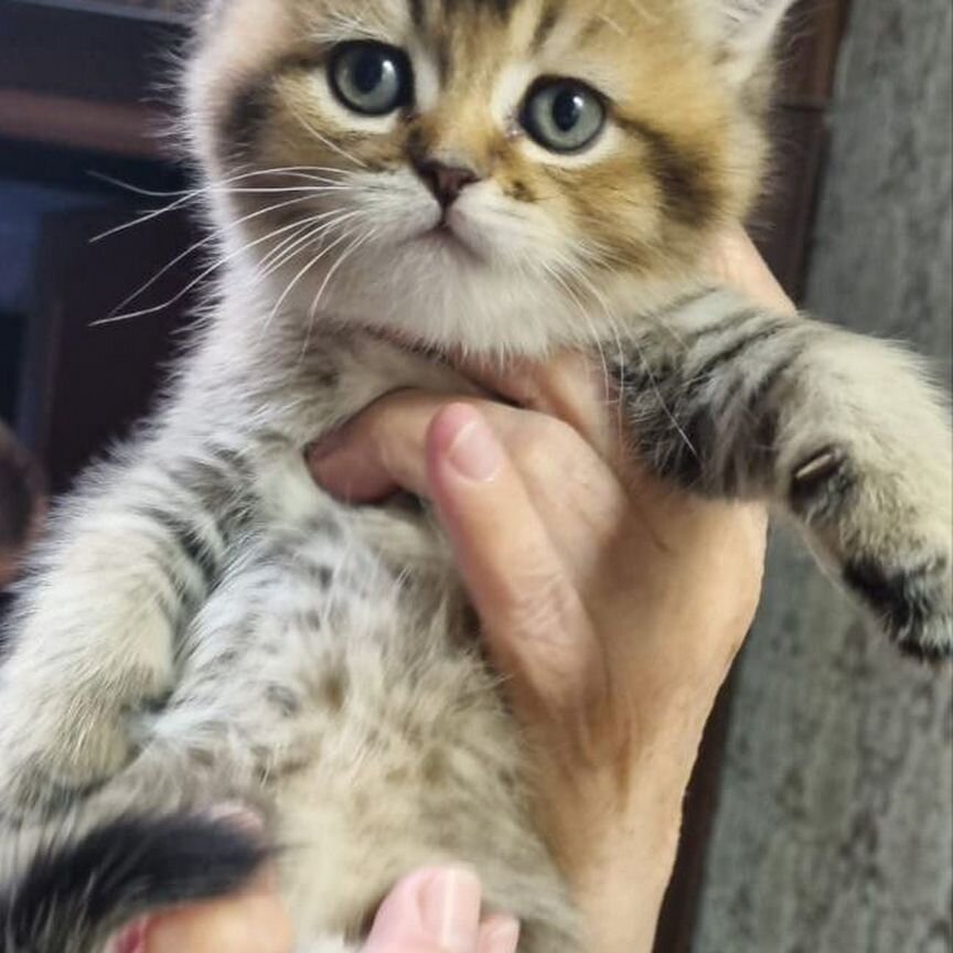 Котята золотая шиншилла