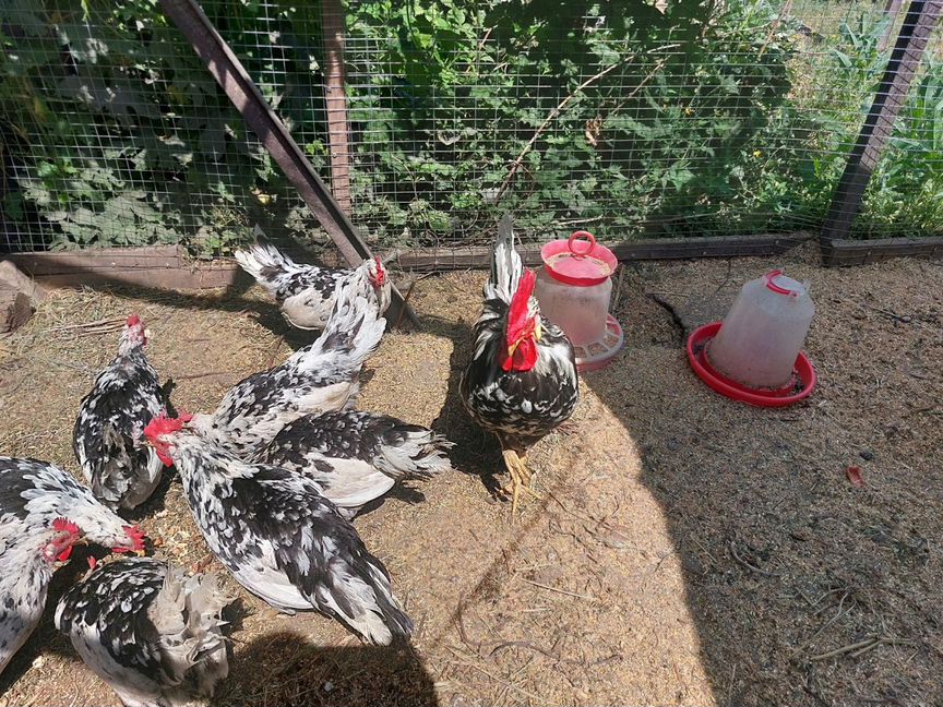 Цыплята и инкубационное яйцо Леггорн долматинец