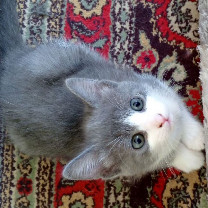 Котёнок в добрые руки