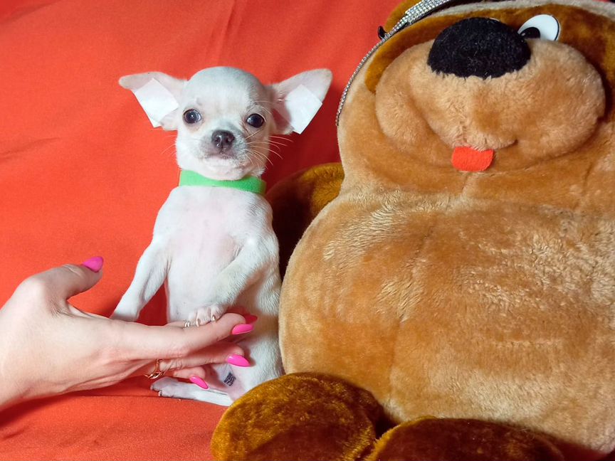 Чихуахуа щенок мальчик
