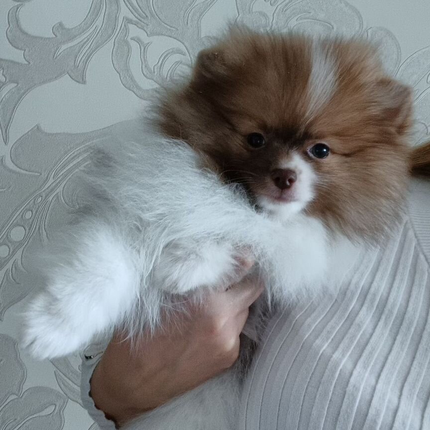 Шпиц мальчик бело шоколад