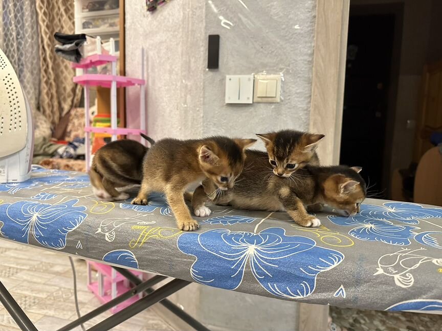 Абиссинская