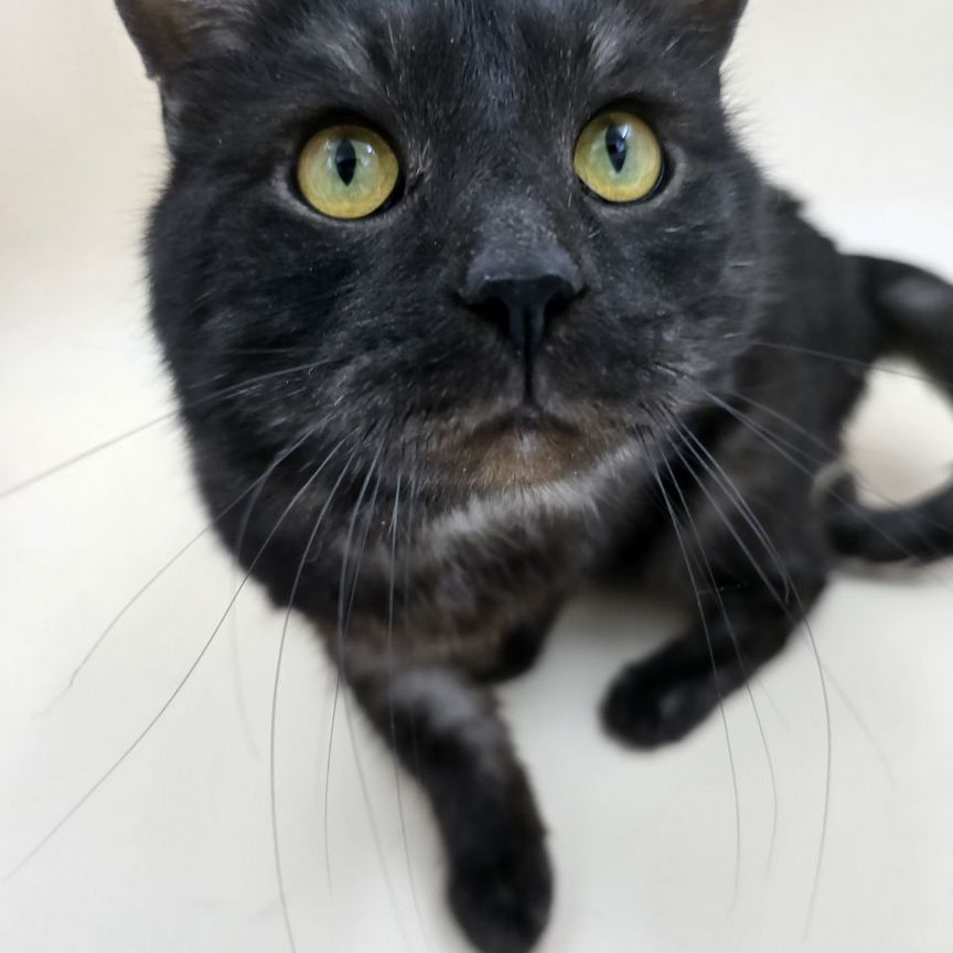 Кот в добрые руки. Бесплатно