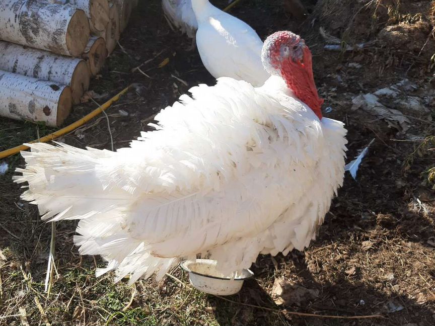 Индюшата, петух