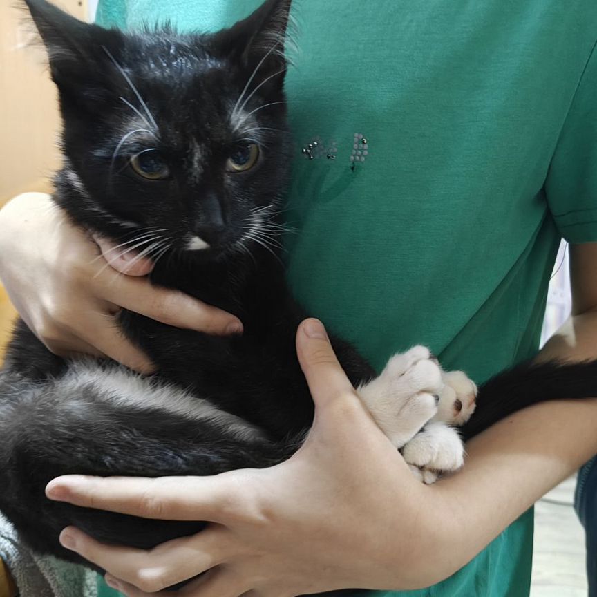 Котёнок в добрые руки