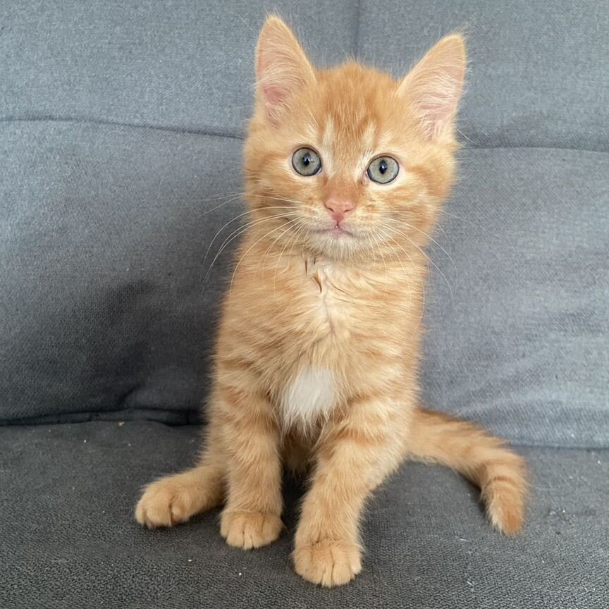 Котенок в добрые руки