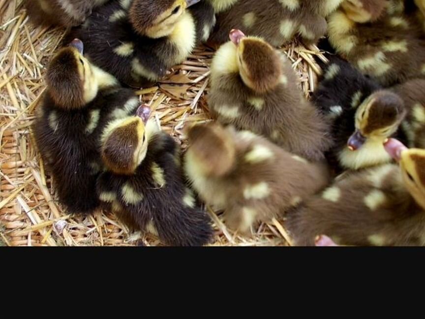 Утята шипуны