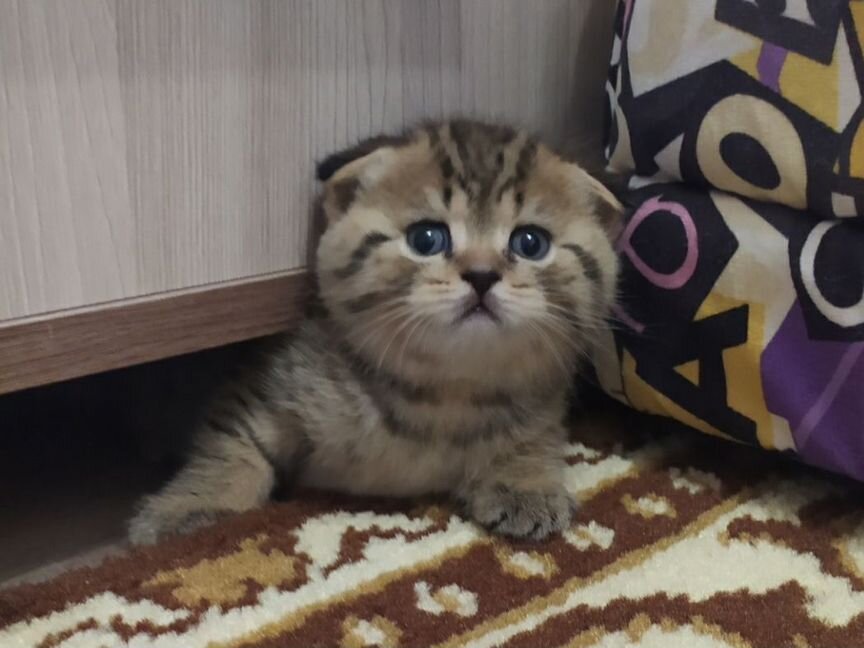 Шотландская вислоухая кошка