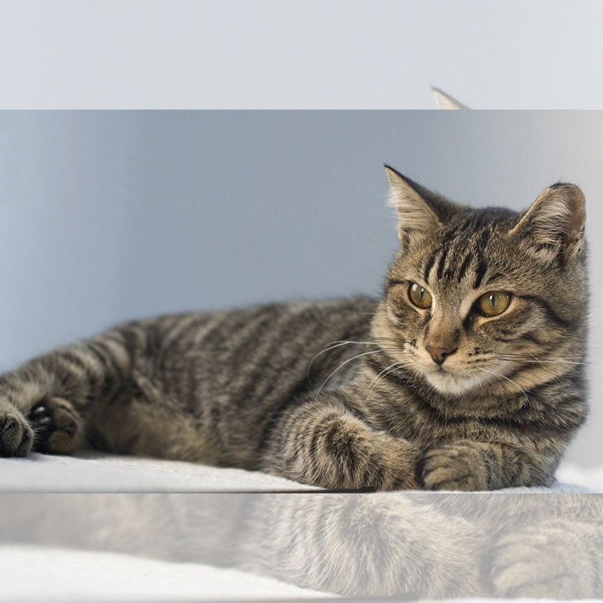 Взрослая кошка в добрые руки