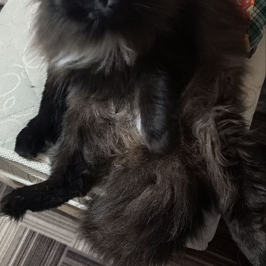 Взрослый кот в добрые руки