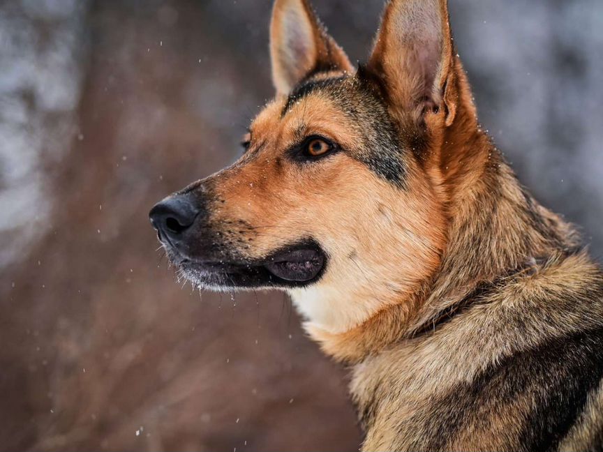 Собака в добрые руки