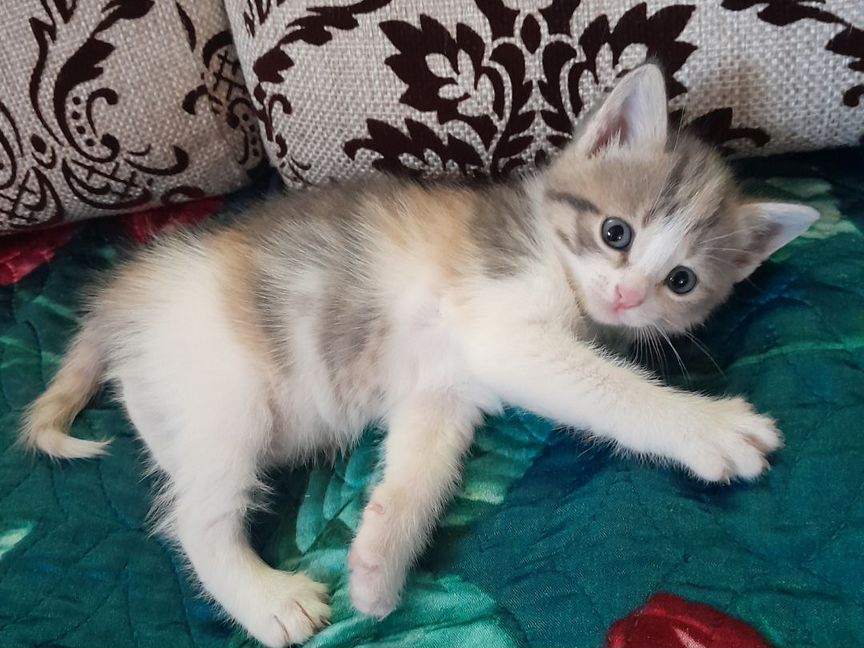 Кошка