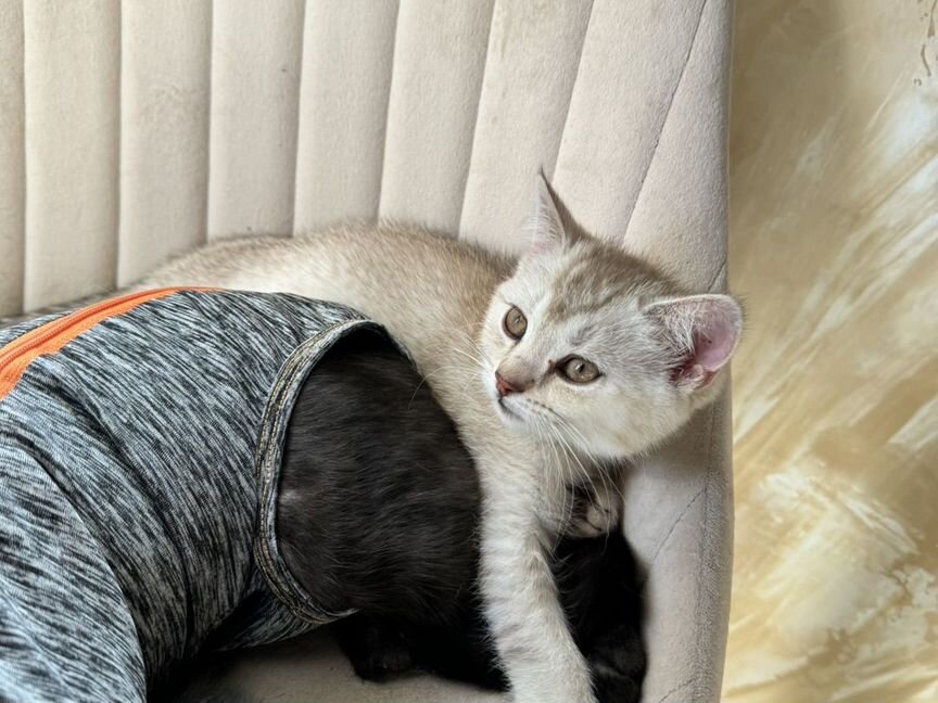 Шотланский котёнок