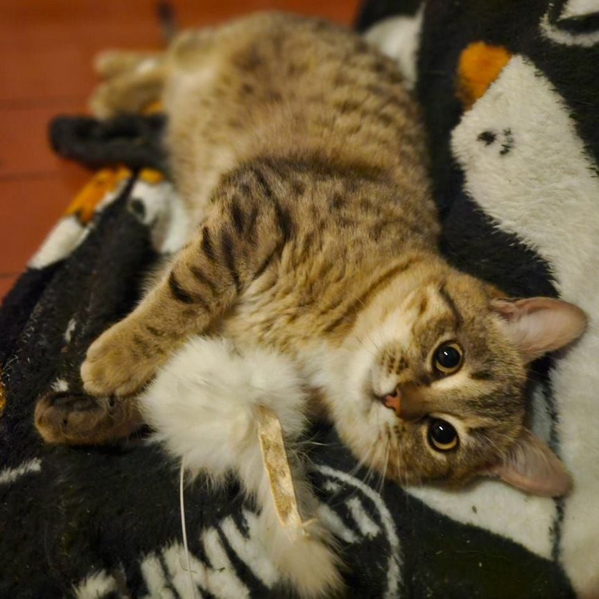 Котёнок в добрые руки