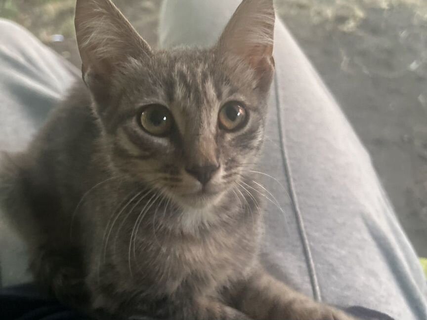 Котенок Александр