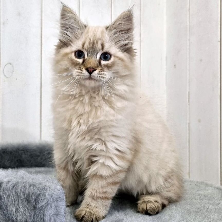 Невская маскарадная кошечка