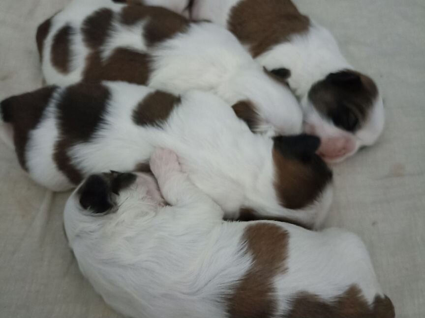 Щенки ши-тцу, раннее бронирование