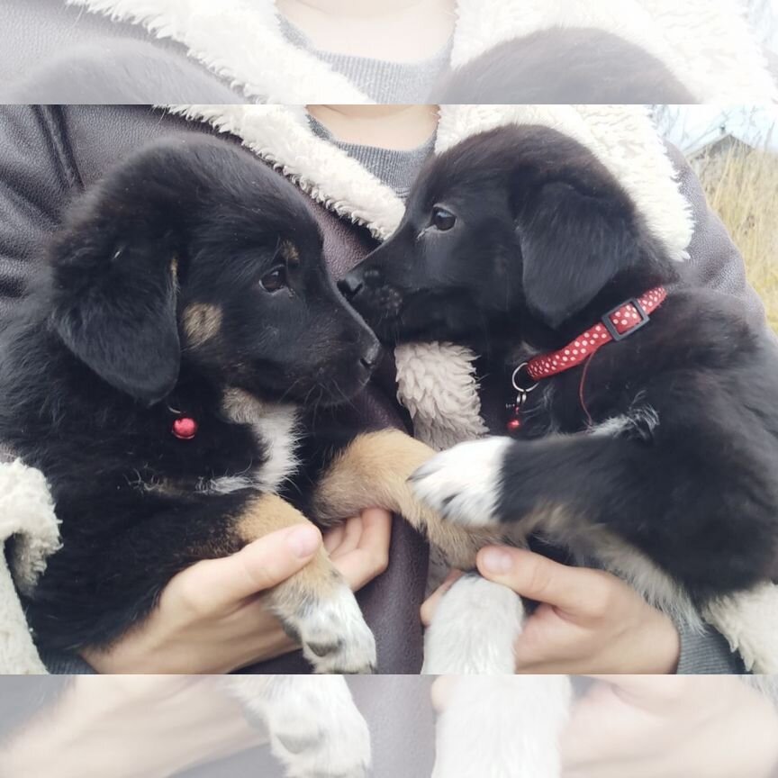 Щенок в добрые руки