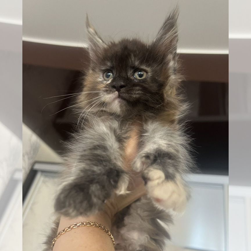 Мейн-кун котёнок