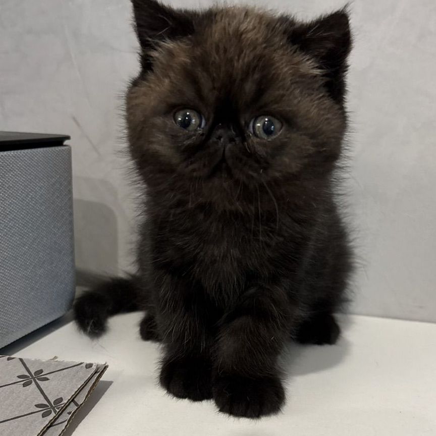 Экзотический короткошёрстный котёнок