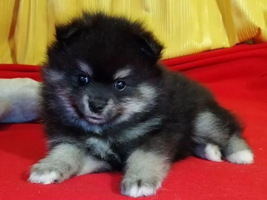 Померанский шпиц